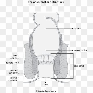 Diagram Of The Anal Canal And Structures - Illustration, HD Png Download - 679x756 (#4381061 ...