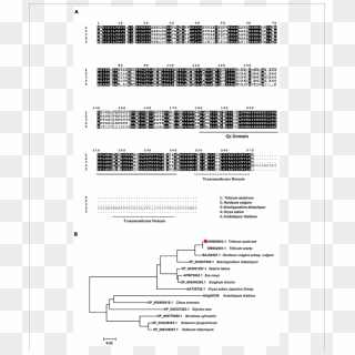Multiple Sequence Alignment And Phylogenetic Analysis - Monochrome, HD Png Download - 850x999 ...